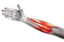 6 esercizi migliori per dei muscoli dell’avambraccio scolpiti BONUS ...